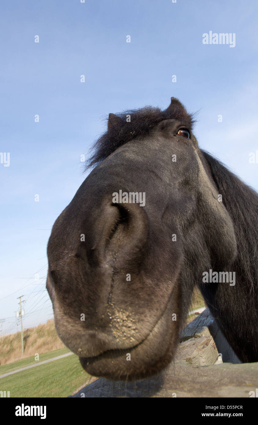Funny smiling horse hi-res stock photography and images - Alamy