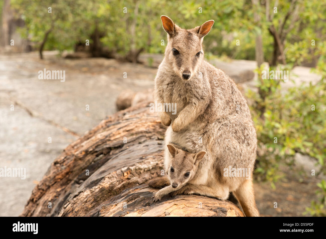 Mareeba Rock Wallaby with Joey, North Queensland, Australia Stock Photo ...