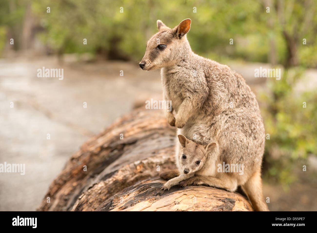 Mareeba Rock Wallaby with Joey, North Queensland, Australia Stock Photo ...
