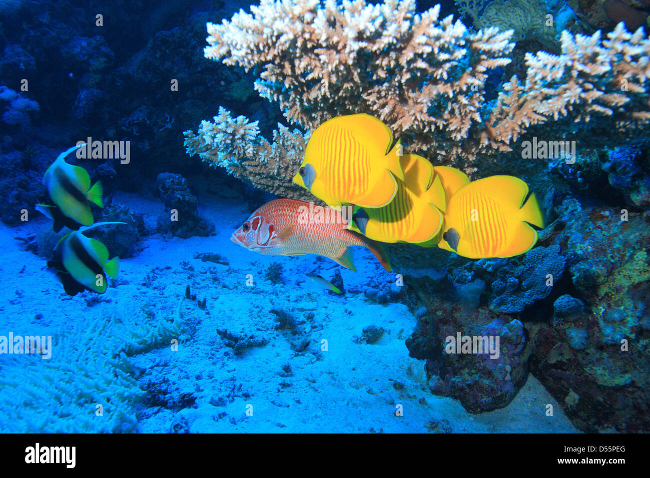 Coral Reefs in the Red Sea Stock Photo - Alamy