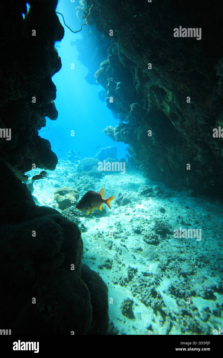 Underwater cave in a coral reef in the Red Sea Stock Photo - Alamy