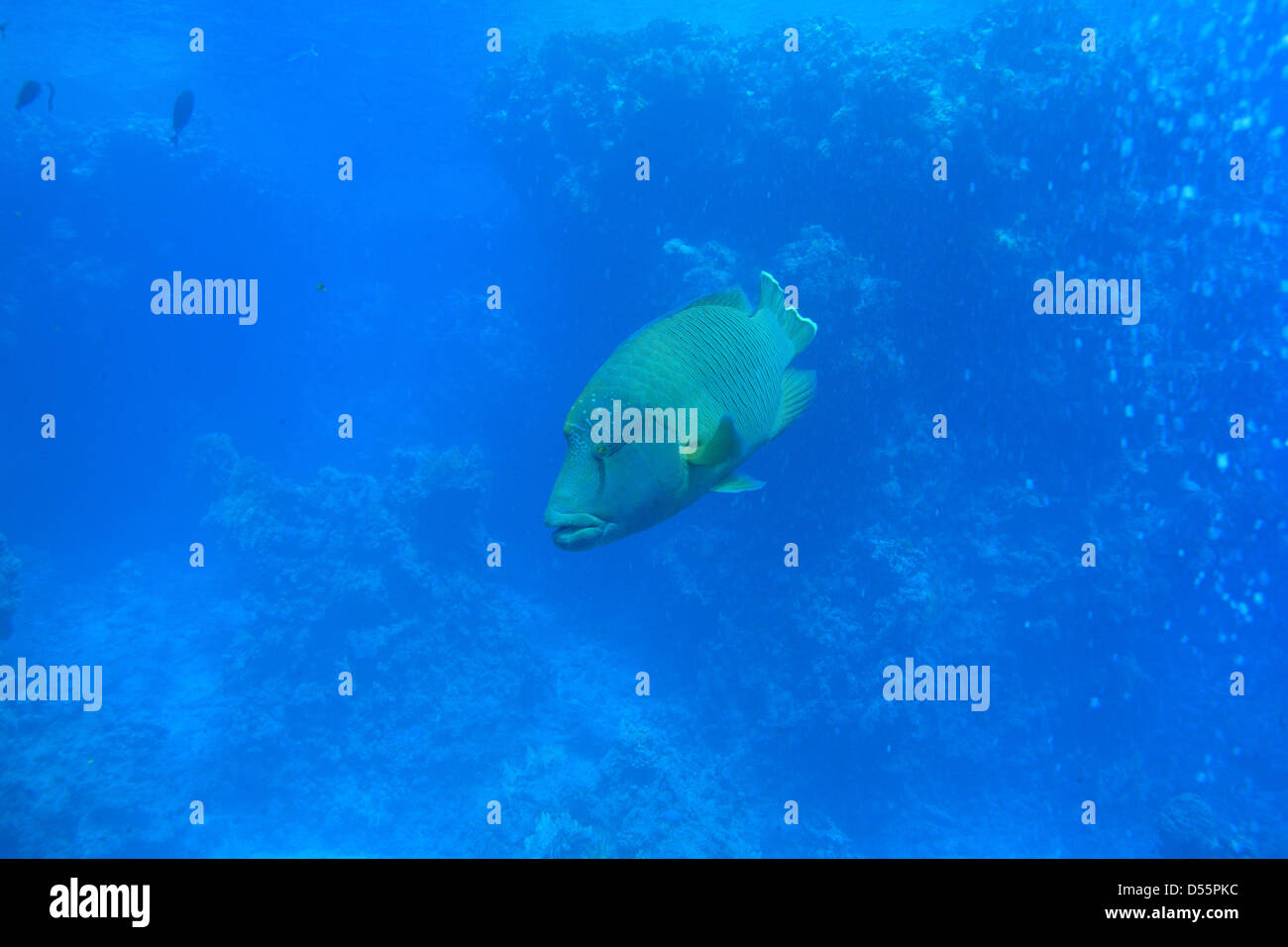 Napoleon wrasse maldives hi-res stock photography and images - Alamy