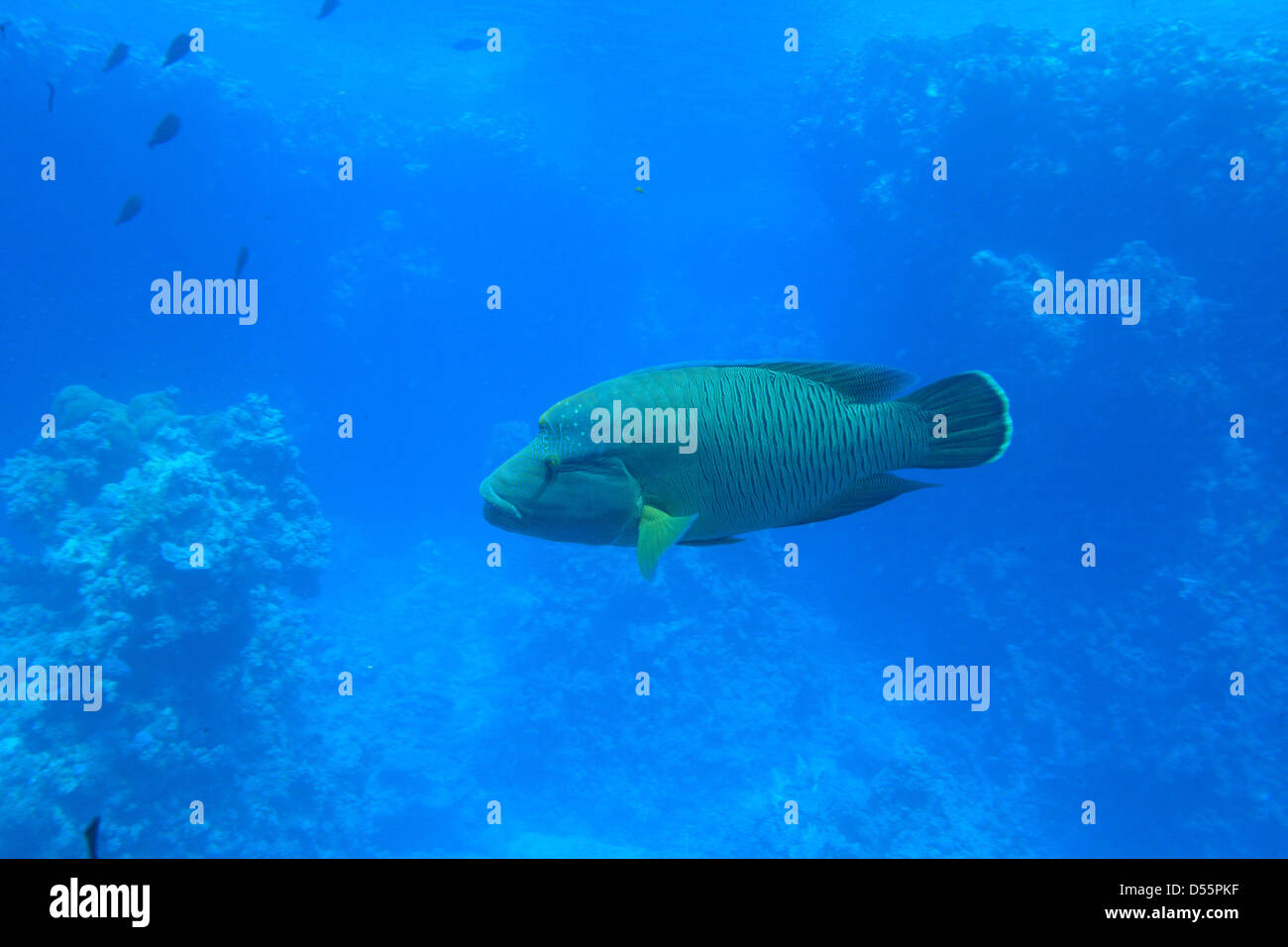 Napoleon fish near a coral reef looking for food, Red Sea Stock Photo ...