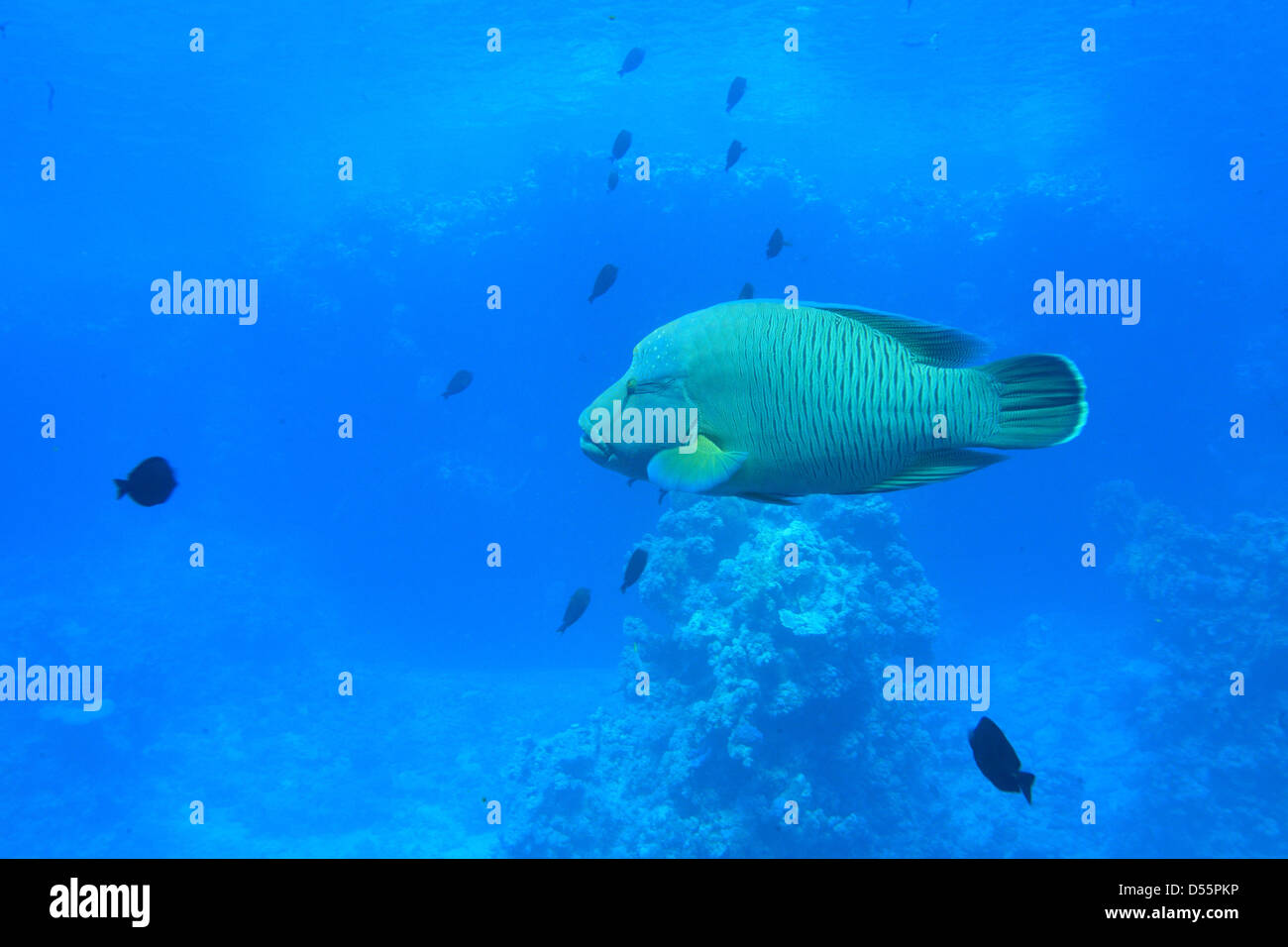 Napoleon wrasse maldives hi-res stock photography and images - Alamy