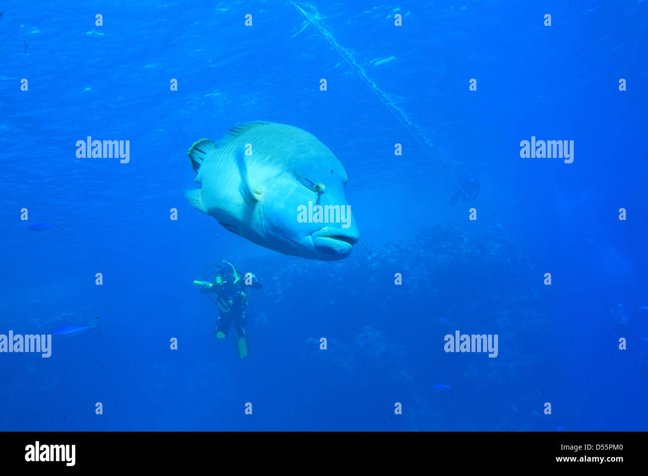 Napoleon fish near a coral reef looking for food, Red Sea Stock Photo ...