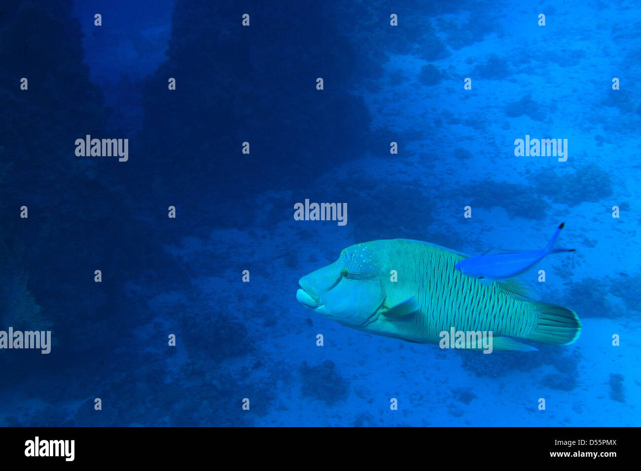 Napoleon wrasse maldives hi-res stock photography and images - Alamy