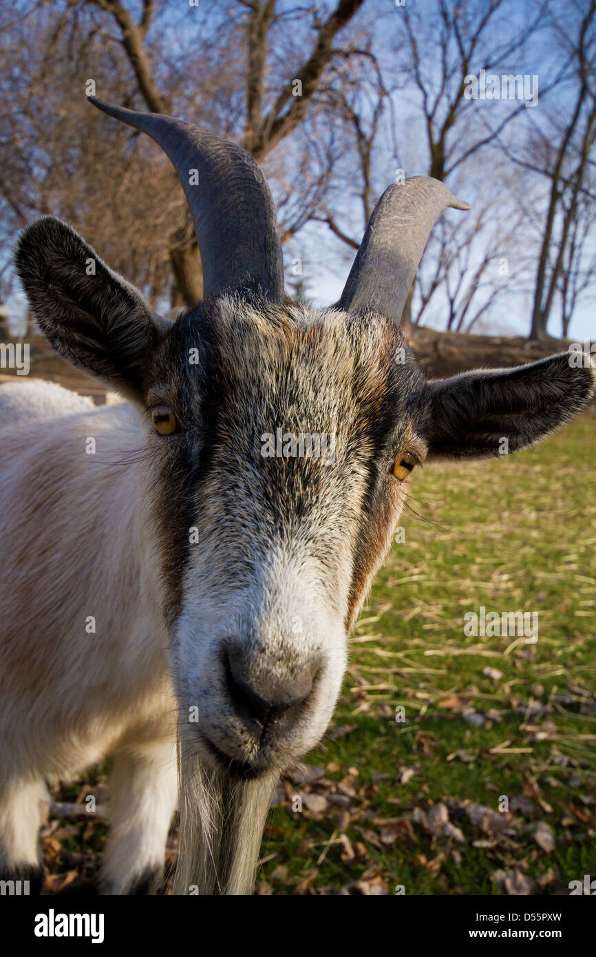 Close up portrait of a goat Stock Photo - Alamy