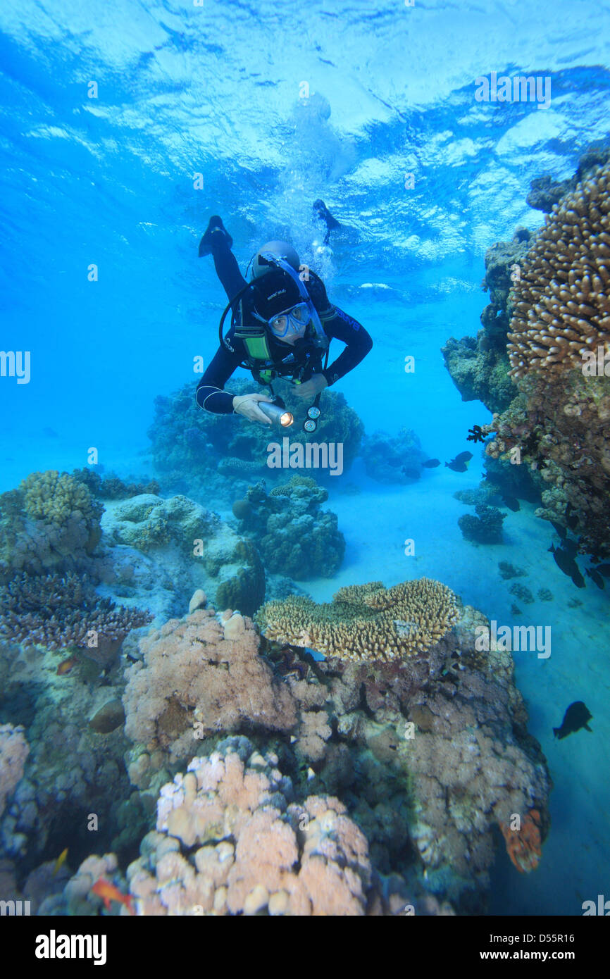 A diver with an underwater light exploring a coral reef in the Red Sea ...