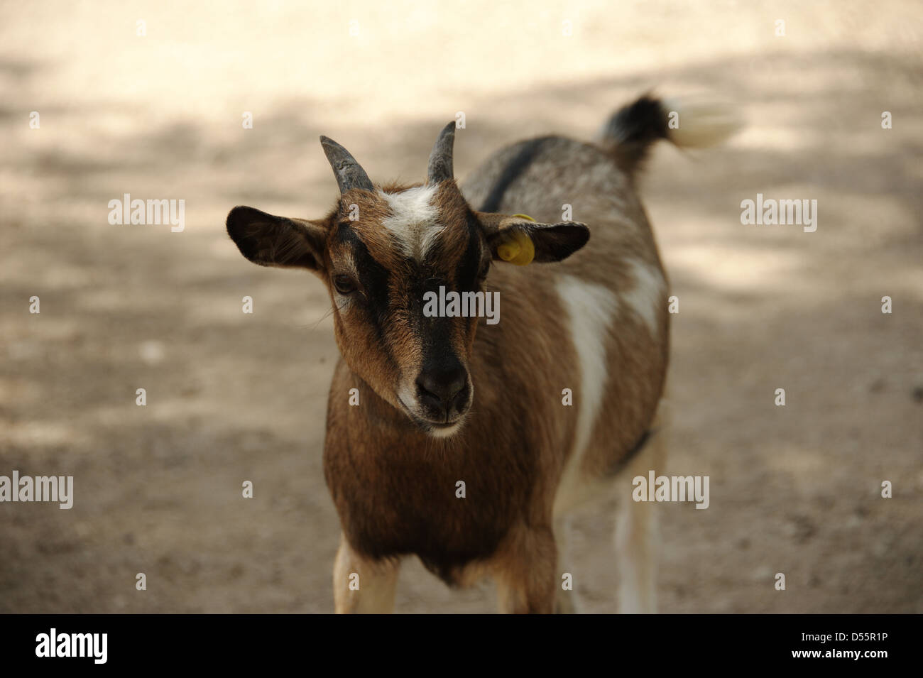 goat farm zoo Stock Photo - Alamy