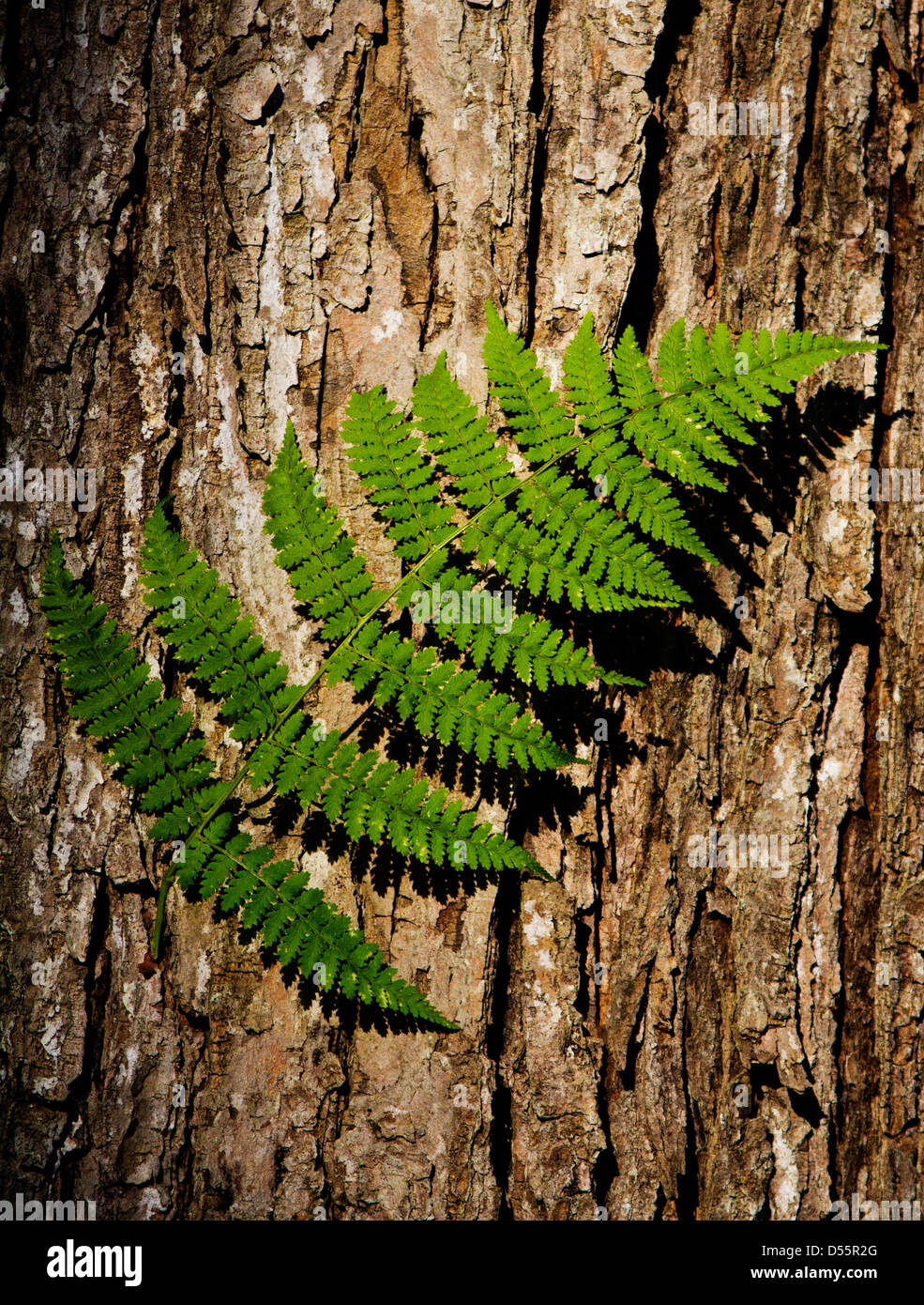 Wood bark and fern background Stock Photo - Alamy