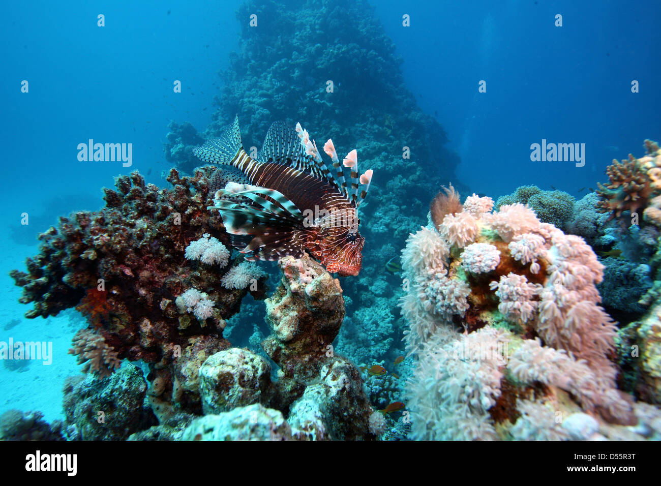 Marine Life in the Red Sea Stock Photo - Alamy