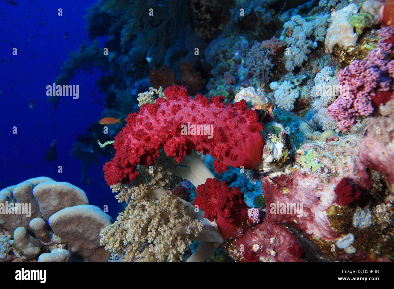 Marine Life in the Red Sea Stock Photo - Alamy
