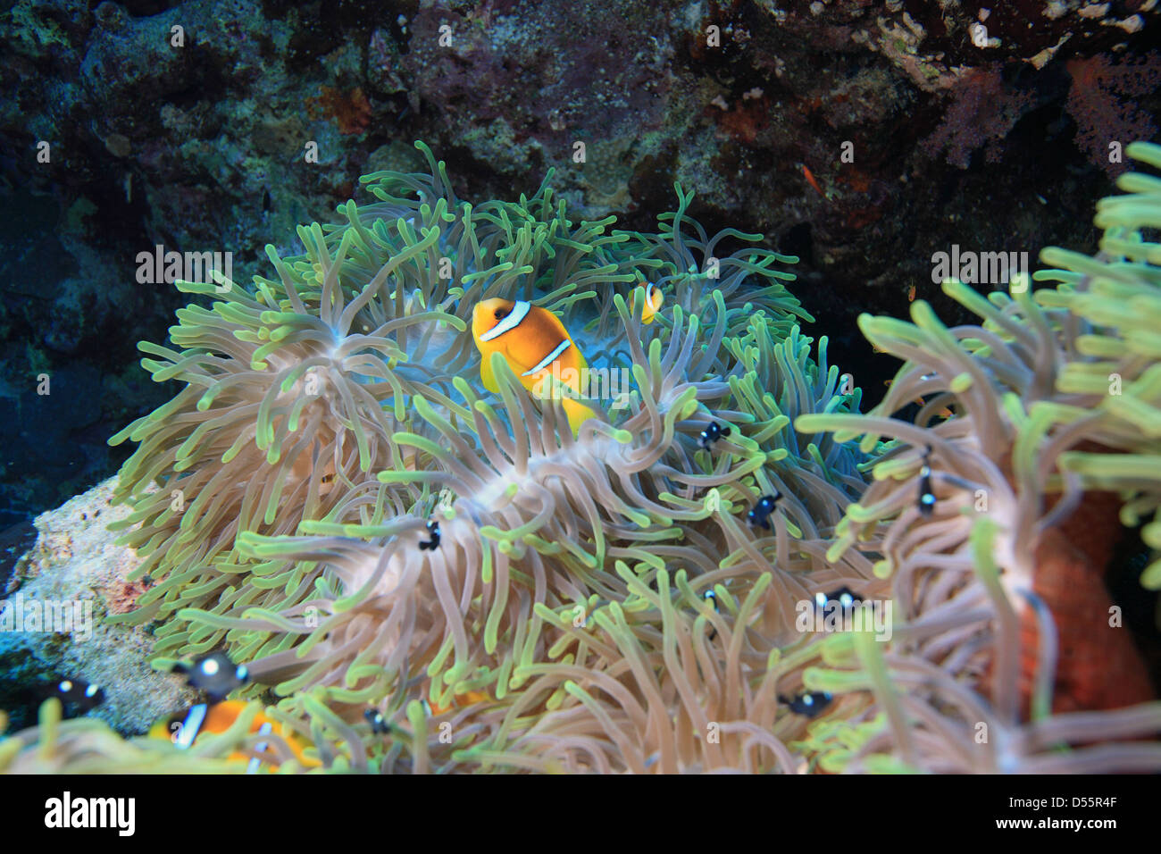 Marine Life in the Red Sea Stock Photo - Alamy