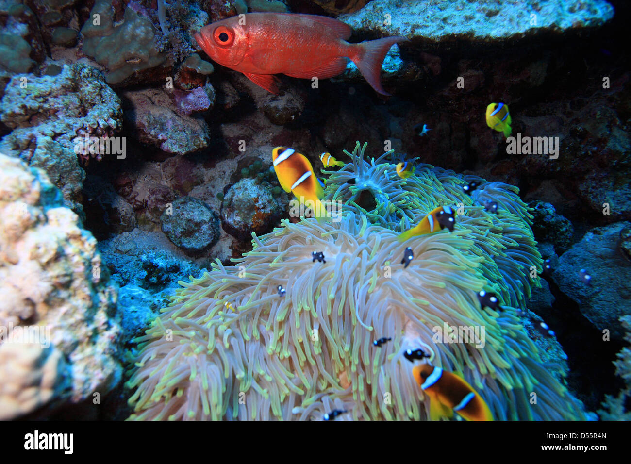 Marine Life in the Red Sea Stock Photo - Alamy