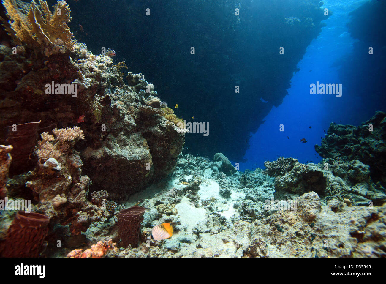 Marine Life in the Red Sea Stock Photo - Alamy