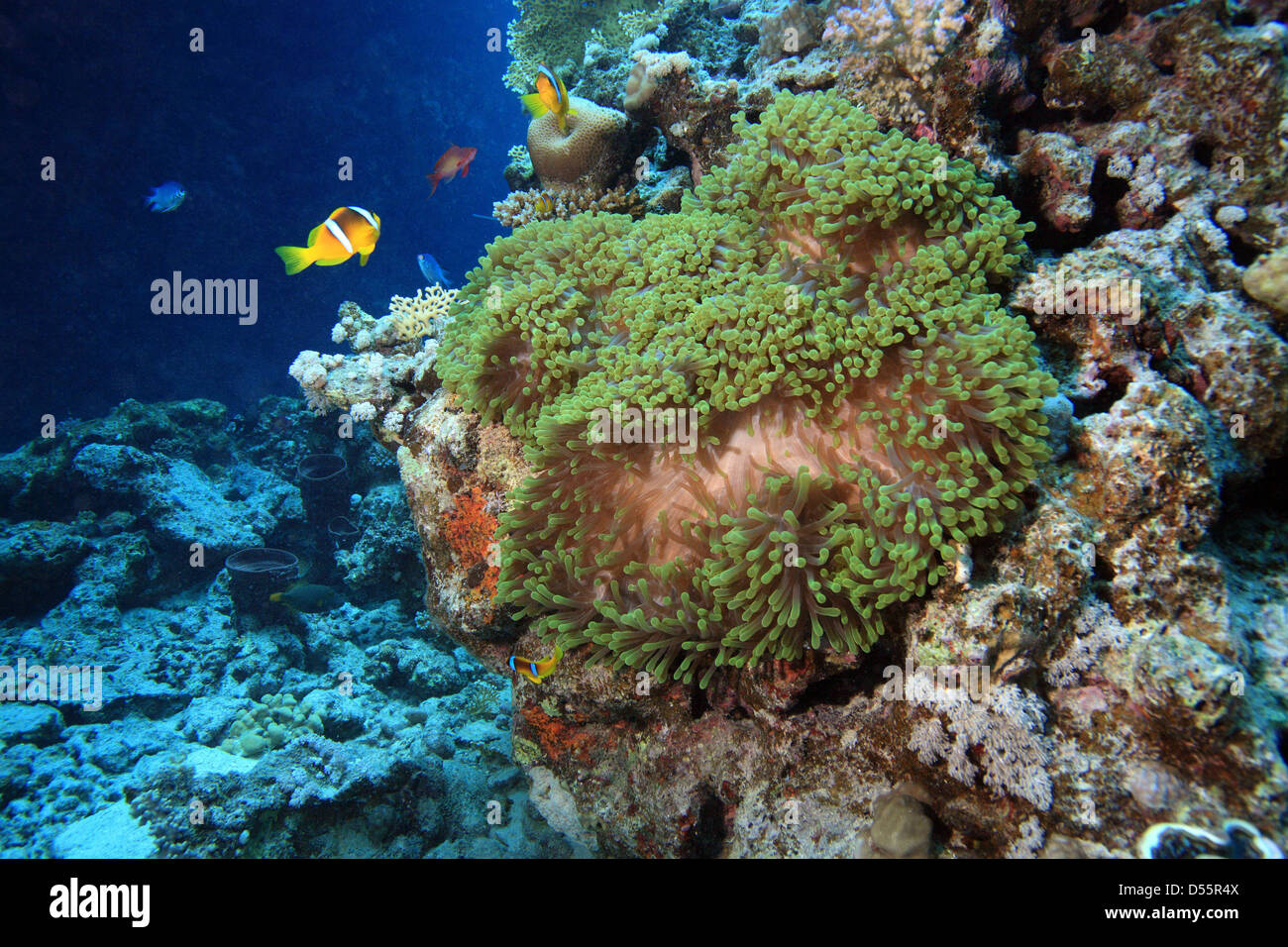 Marine Life in the Red Sea Stock Photo - Alamy
