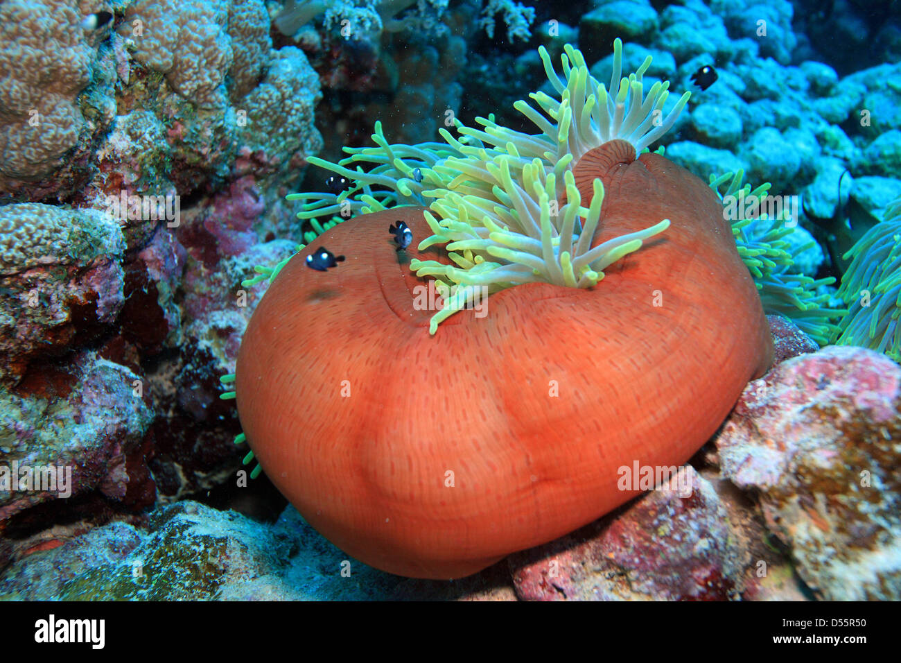 Marine Life in the Red Sea Stock Photo - Alamy