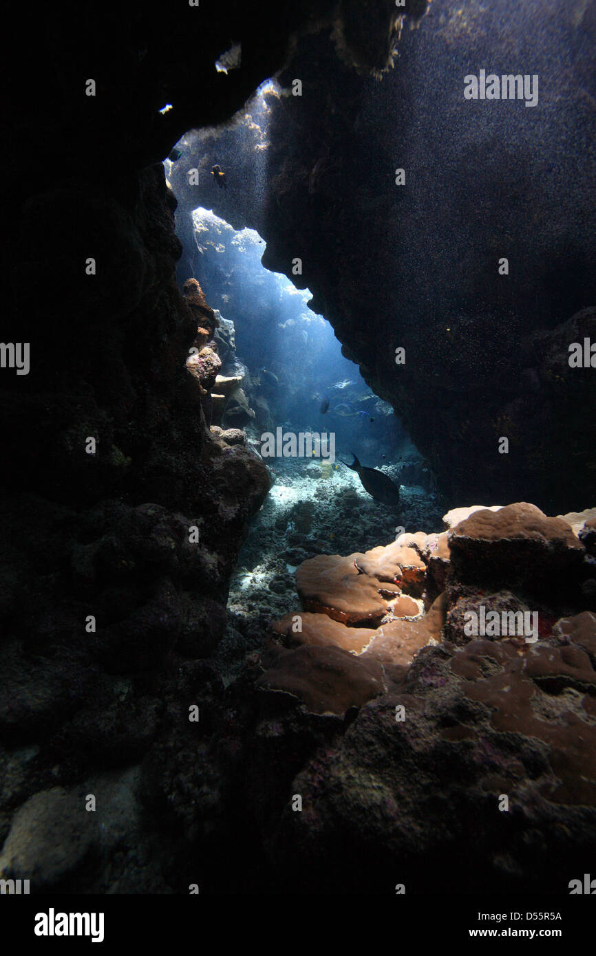 Blue sea life in red hi-res stock photography and images - Alamy