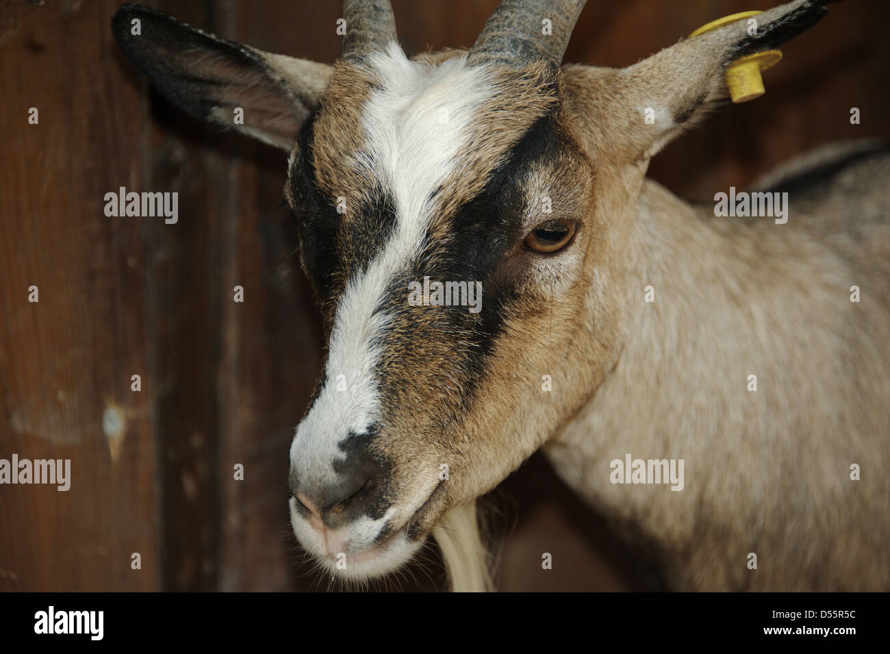 goat farm zoo Stock Photo - Alamy