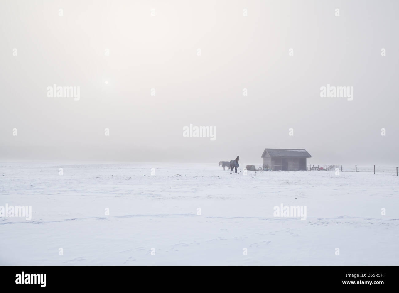 horses on farm in cold winter misty morning Stock Photo - Alamy