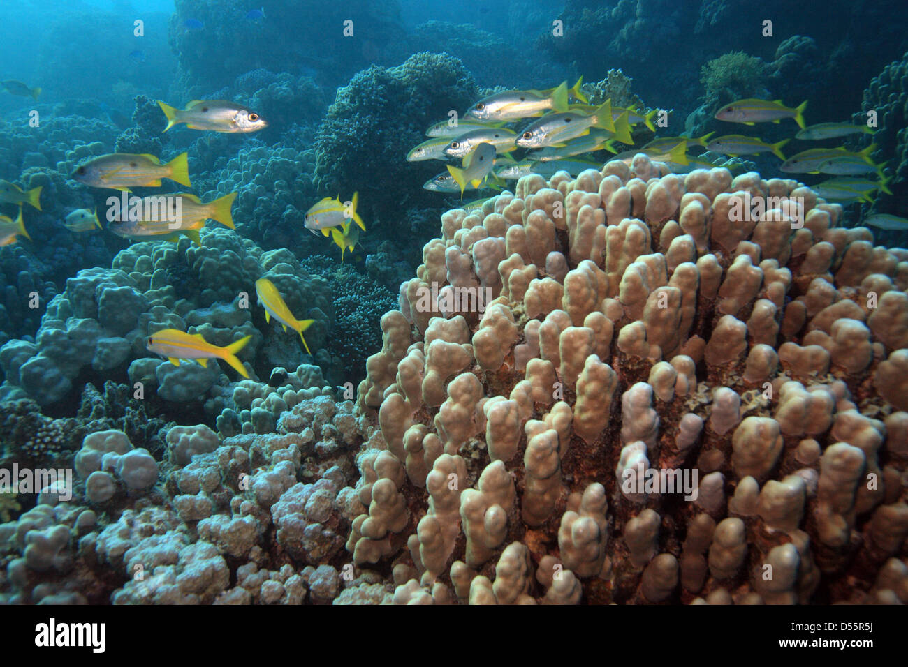 Marine Life in the Red Sea Stock Photo - Alamy