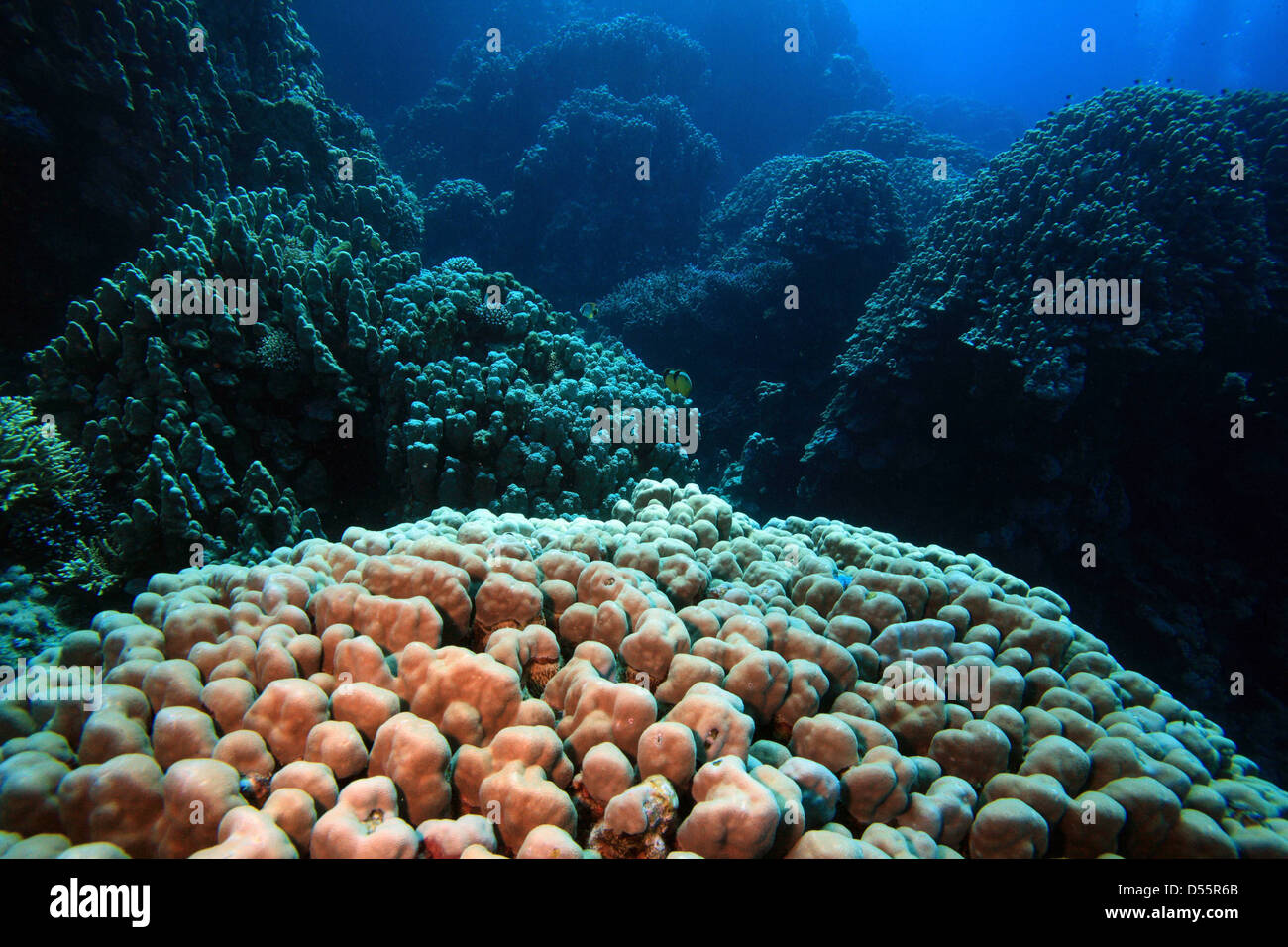 Marine Life in the Red Sea Stock Photo - Alamy