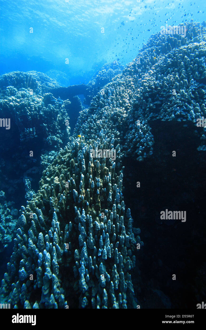 Marine Life in the Red Sea Stock Photo - Alamy
