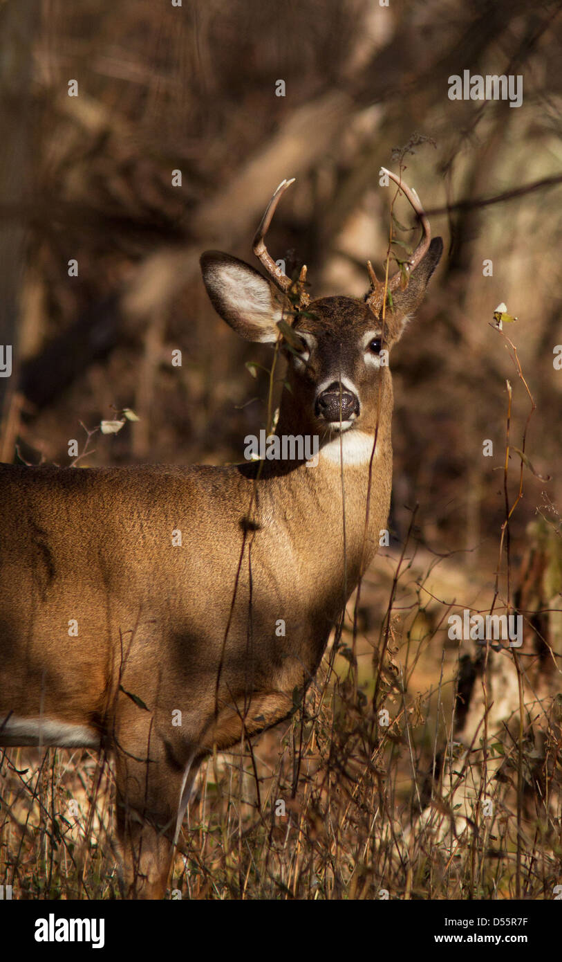 Whitetail buck portrait in the forest Stock Photo - Alamy