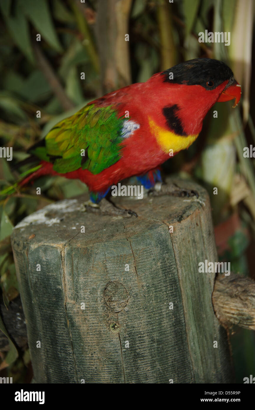 Parrot watching hi-res stock photography and images - Alamy