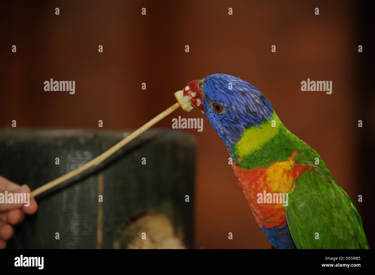 Parrot farm hi-res stock photography and images - Alamy