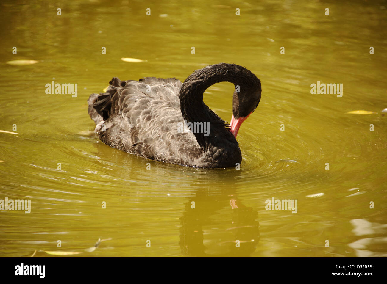 Zoo duck hi-res stock photography and images - Alamy