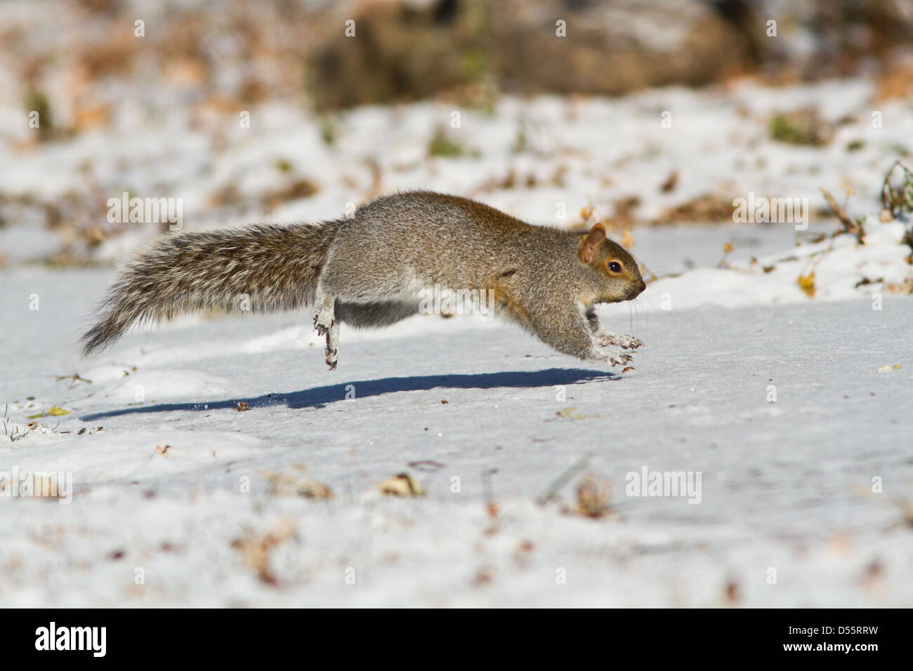 Squirrels Running High Resolution Stock Photography and Images - Alamy