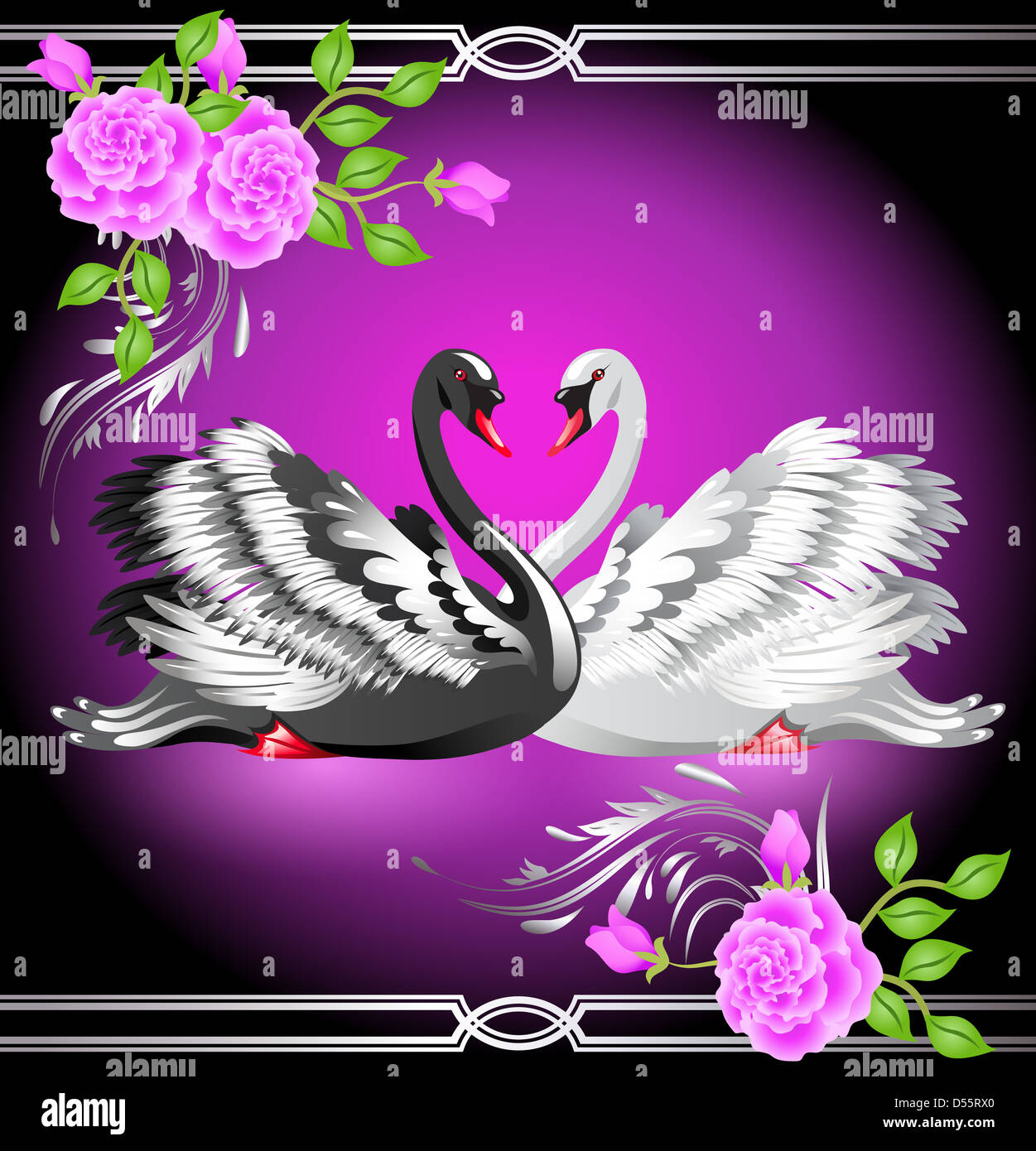 Elegant white and black swan on violet background with roses Stock ...