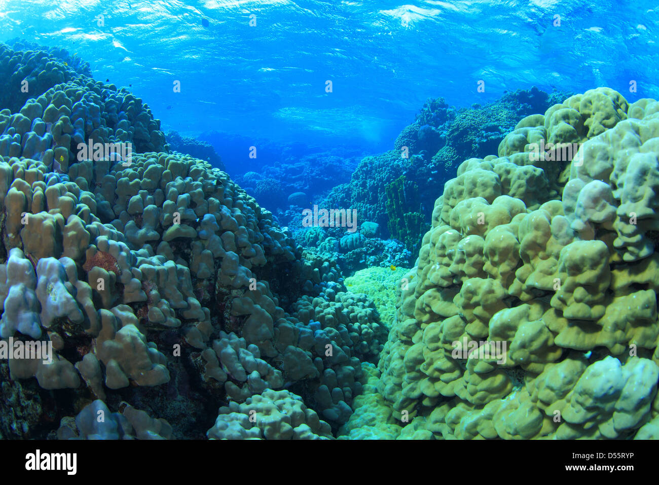 Marine Life in the Red Sea Stock Photo - Alamy
