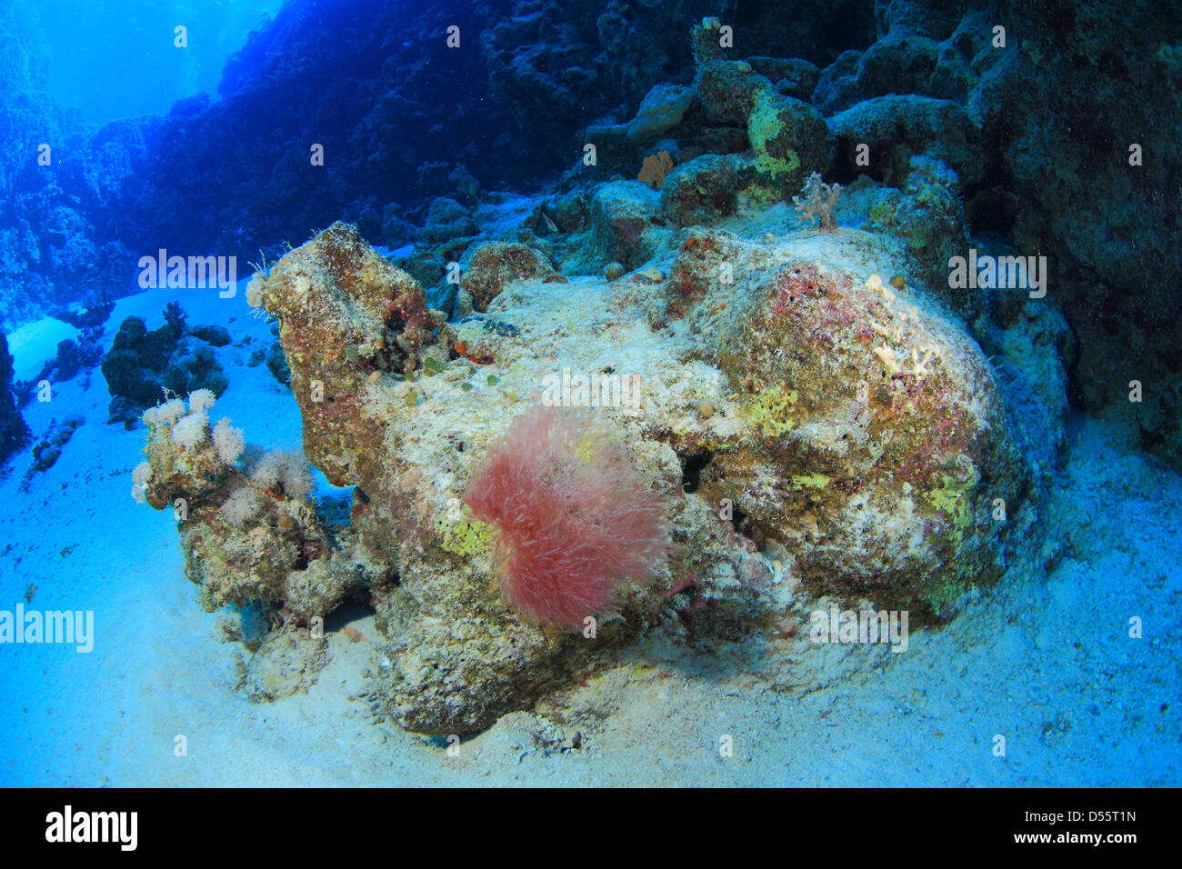 Marine Life in the Red Sea Stock Photo - Alamy