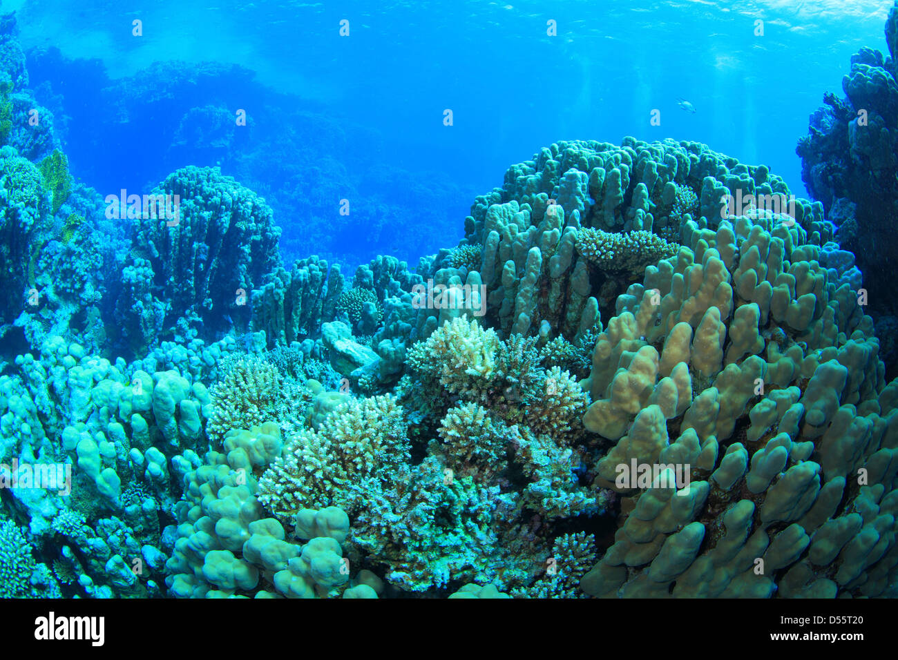 Marine Life in the Red Sea Stock Photo - Alamy