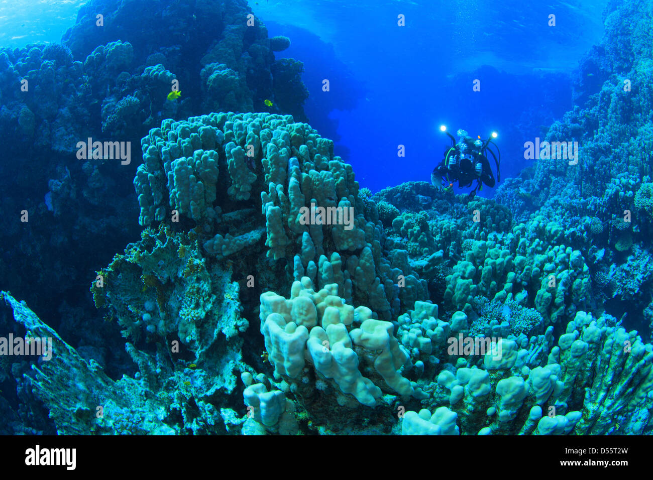 Marine Life in the Red Sea Stock Photo - Alamy