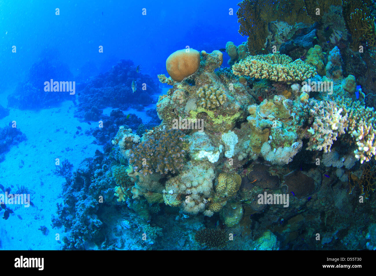 Marine Life in the Red Sea Stock Photo - Alamy