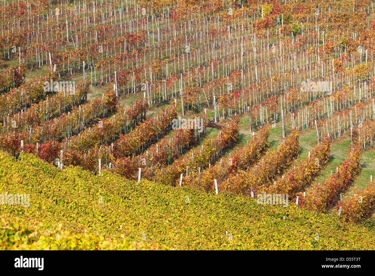 Rows vineyard on hill Stock Photo - Alamy