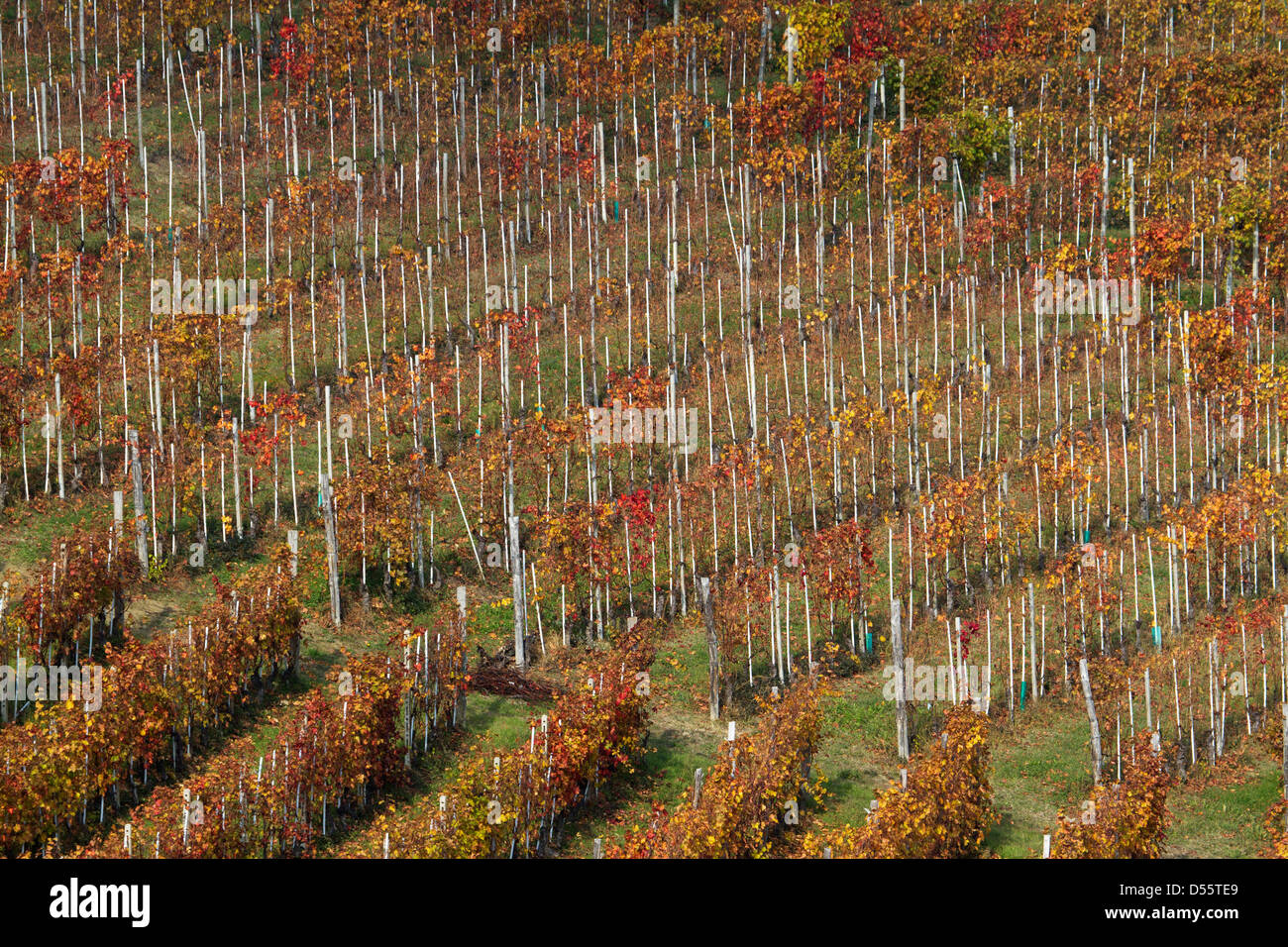 Rows vineyard on hill Stock Photo - Alamy