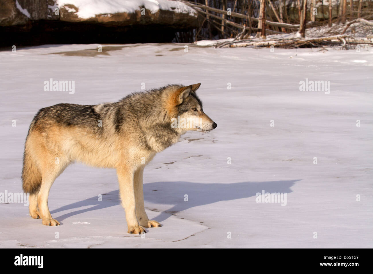 Wolf river hi-res stock photography and images - Alamy