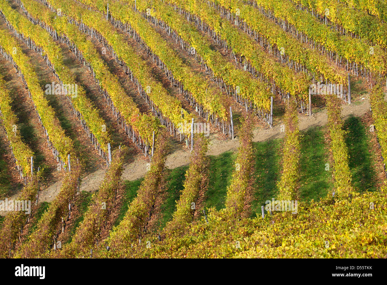 Rows vineyard on hill Stock Photo - Alamy