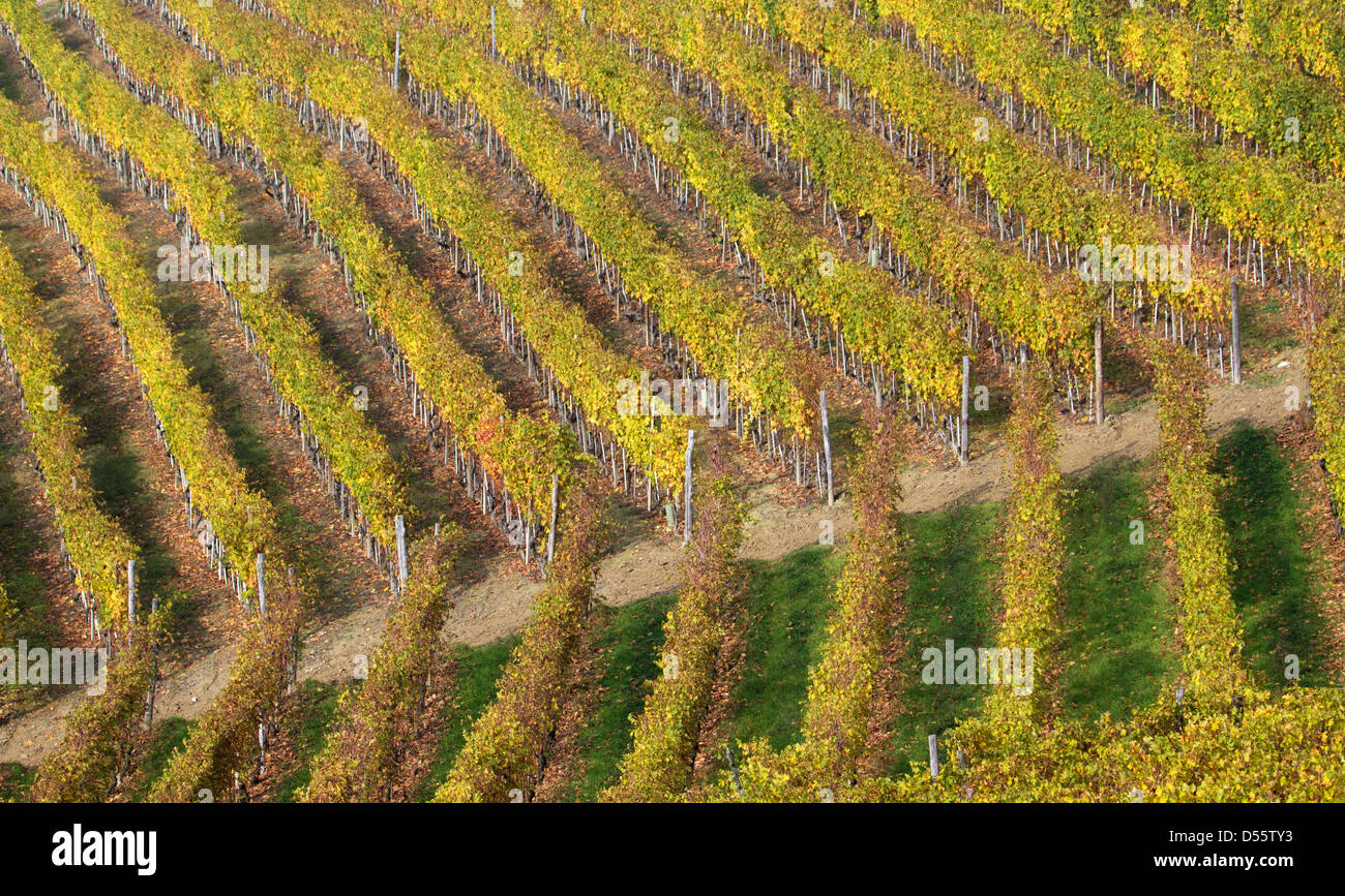 Rows vineyard on hill Stock Photo - Alamy