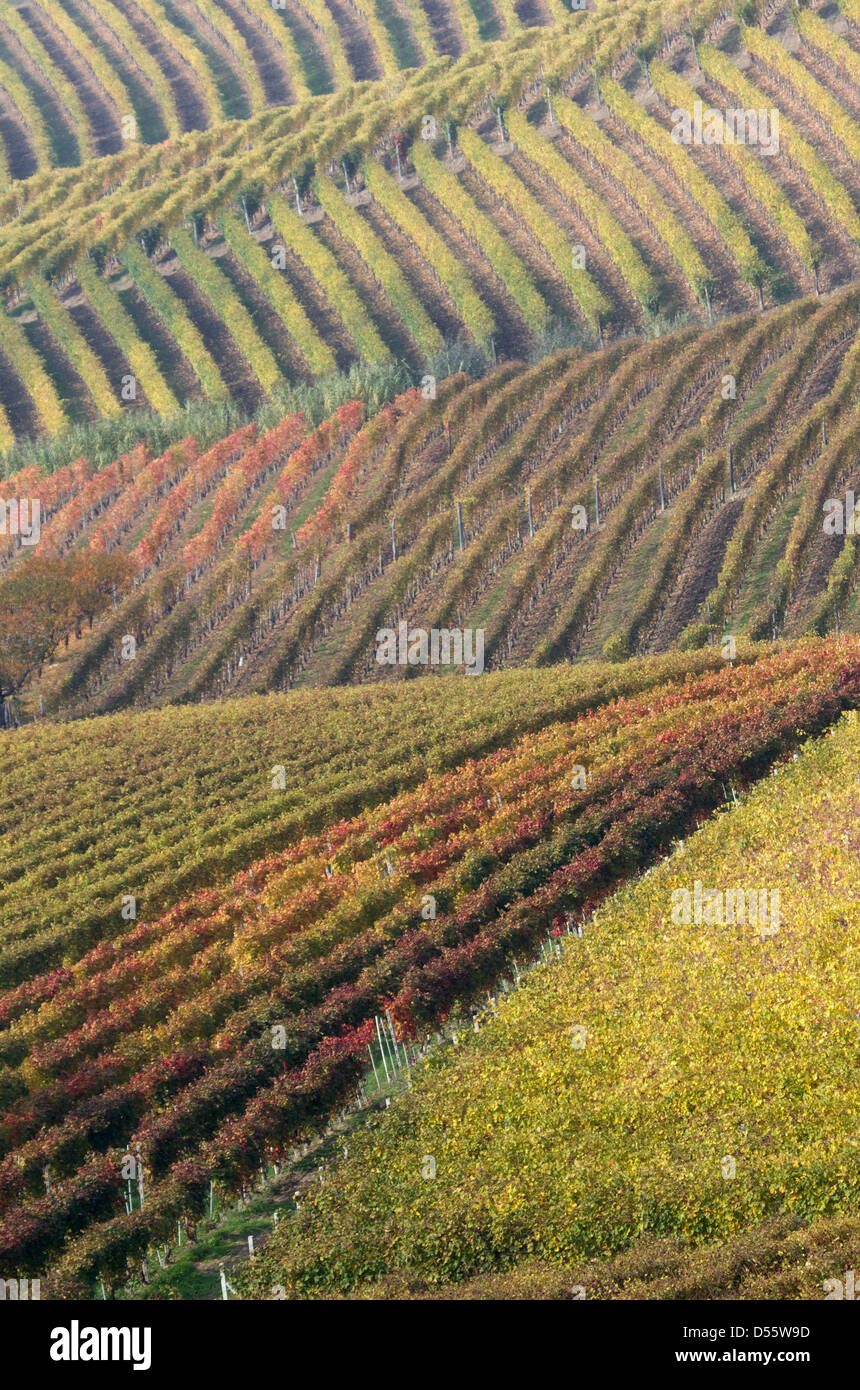 Rows vineyard on hill Stock Photo - Alamy