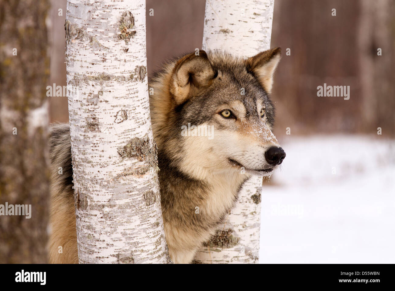 Gray wolf hi-res stock photography and images - Alamy