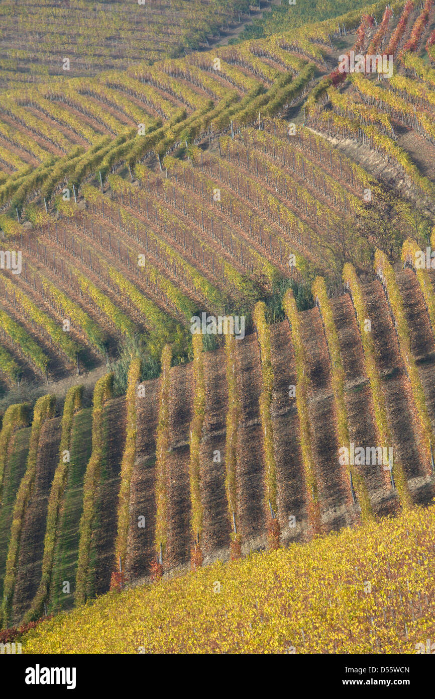 Rows vineyard on hill Stock Photo - Alamy