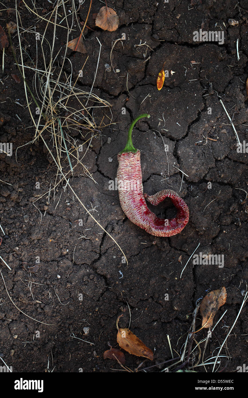 Chilli pepper red hi-res stock photography and images - Alamy