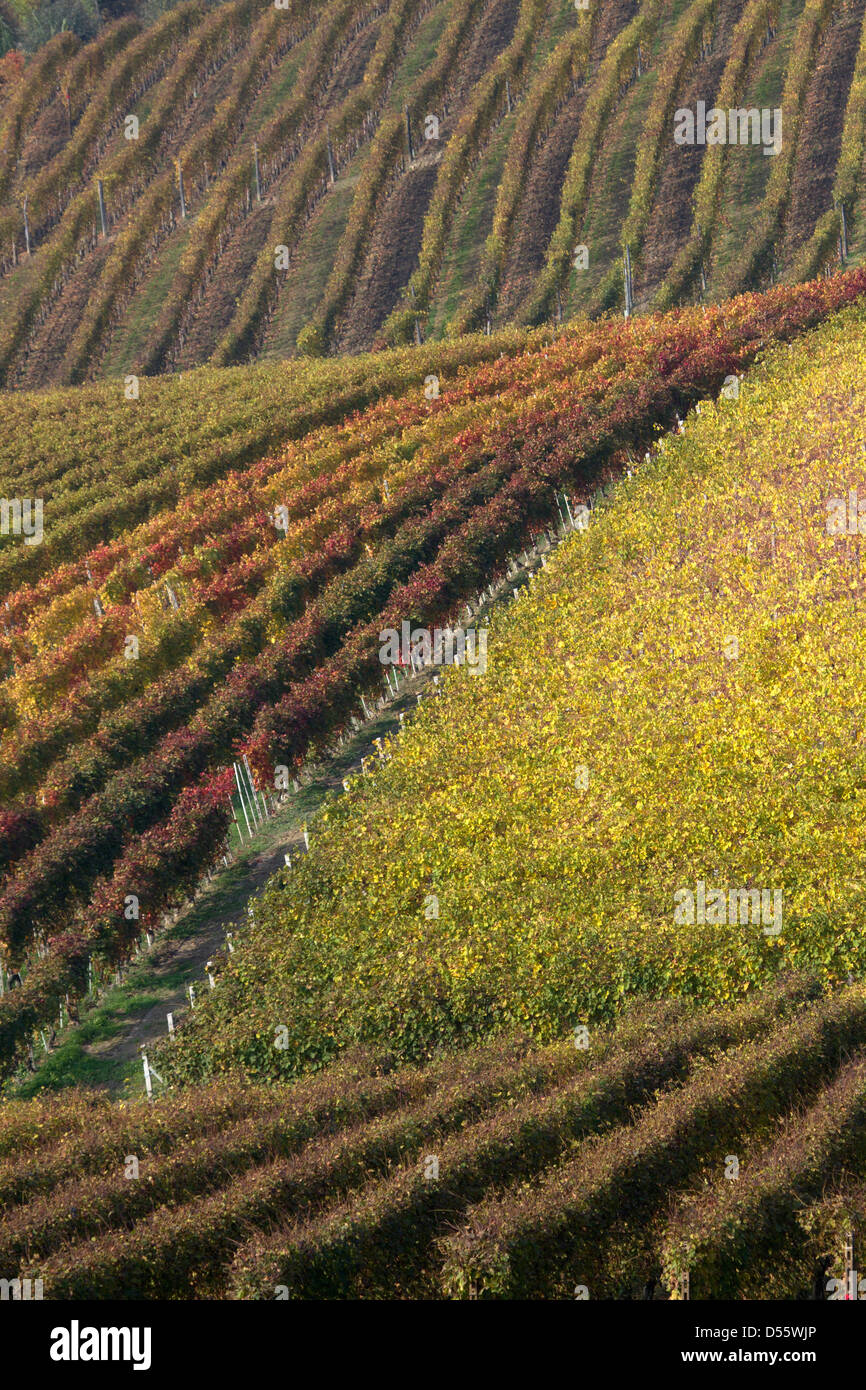 Rows vineyard on hill Stock Photo - Alamy