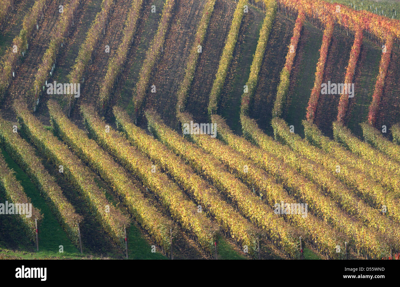Rows vineyard on hill Stock Photo - Alamy
