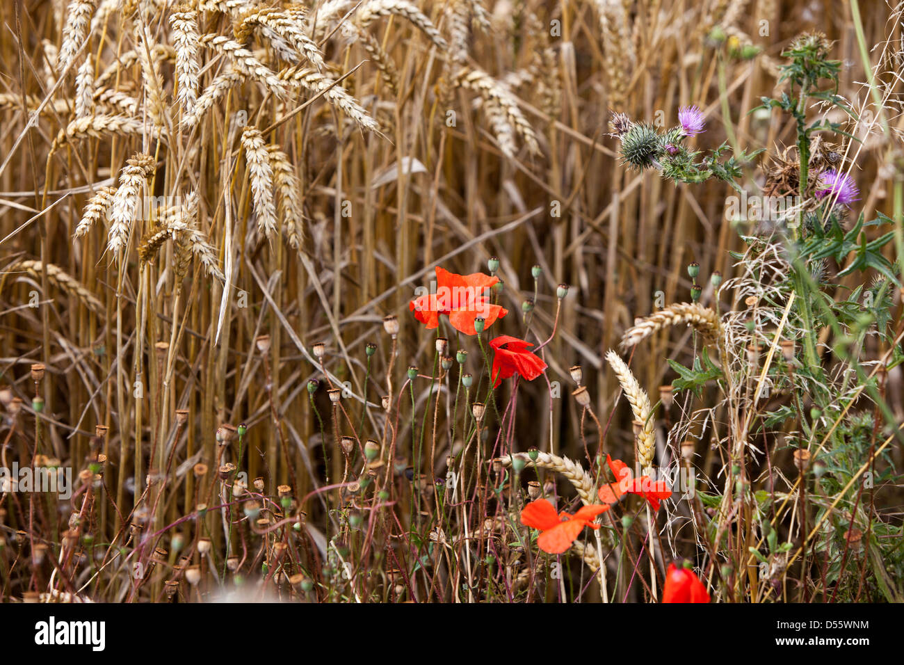 Poppies And Thistles High Resolution Stock Photography and Images - Alamy